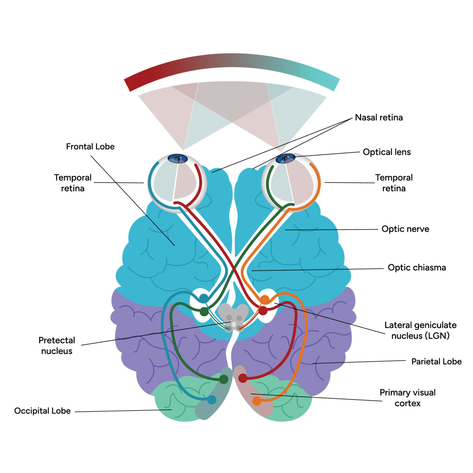 A Tour of Your Vision - Chadwick Optical, Inc.